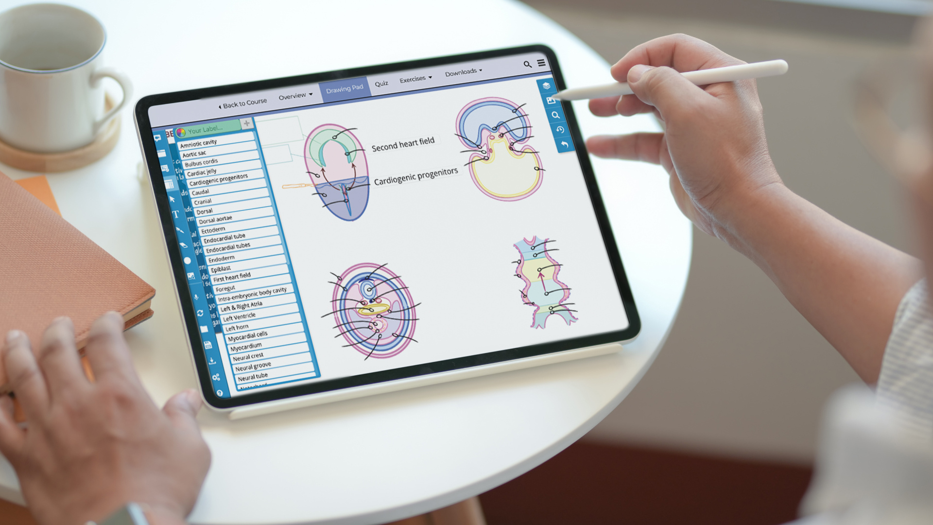 Medical Sciences Education | TDS Health